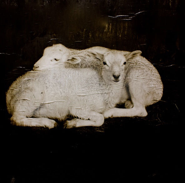 Pryor Fine Art Opening Friday, February 18 - Featuring Felice Sharp ...